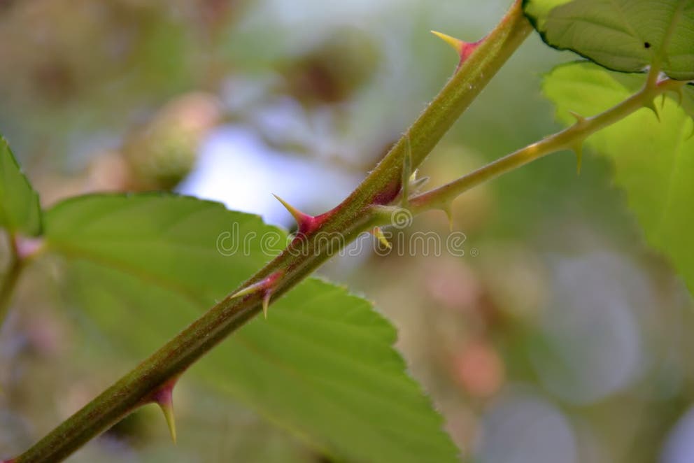 Thorns stock image. Image of leaves, green, protection - 95519687