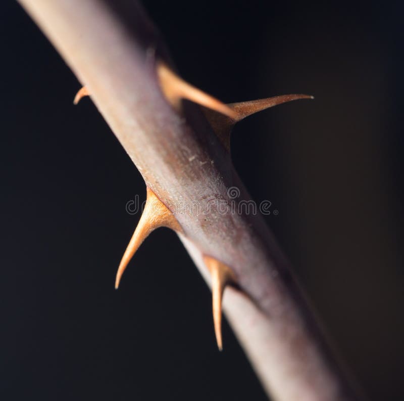 Thorns on a branch plant stock image. Image of stem - 102150867