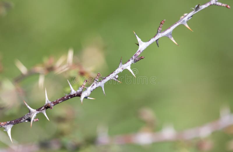 Thorns on the Branches of a Plant Stock Image - Image of thorn, branch ...