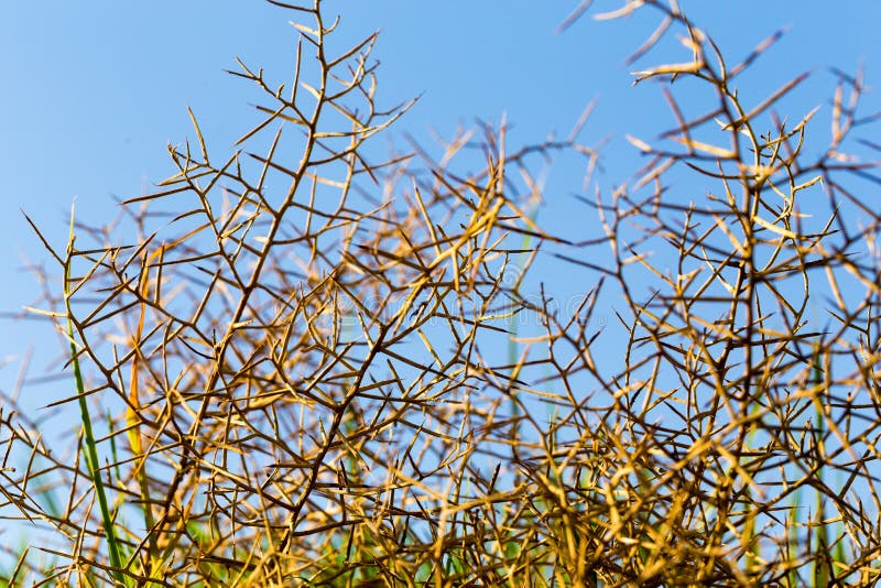 Thorns bush 2 stock image. Image of sharp, lots, morphology - 82693065