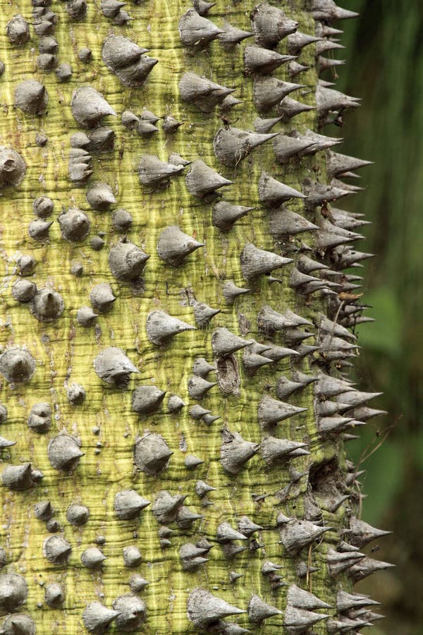 Tree Trunk Thorns Stock Photos - Download 588 Royalty Free Photos