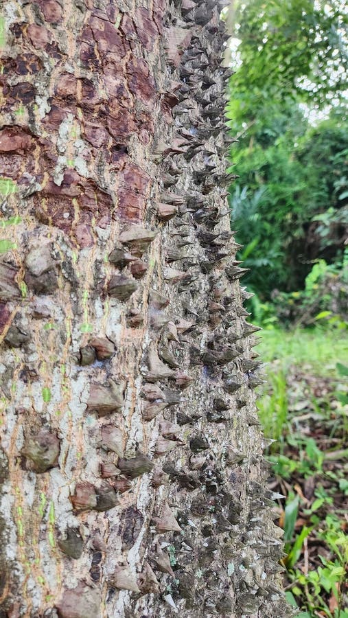 The Thorns of the Kapok Tree Trunk are Sharp and Cone-shaped Stock ...