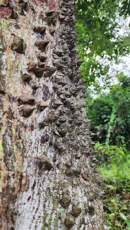 The Thorns of the Kapok Tree Trunk are Sharp and Cone-shaped Stock ...