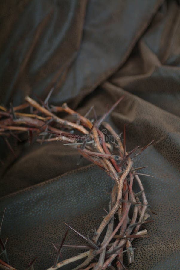 128 Twisted Thorns Stock Photos - Free & Royalty-Free Stock Photos from ...