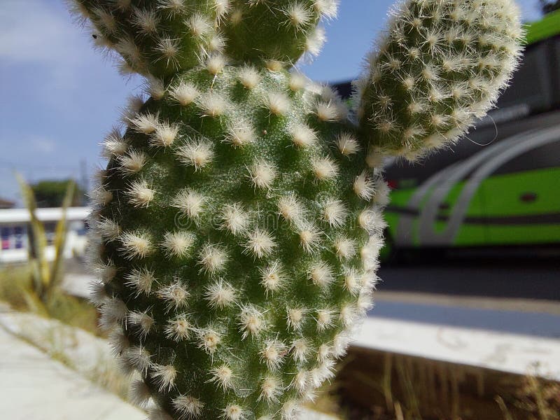 The Thorns of the Mini Cactus Tree are White As Protection Against ...