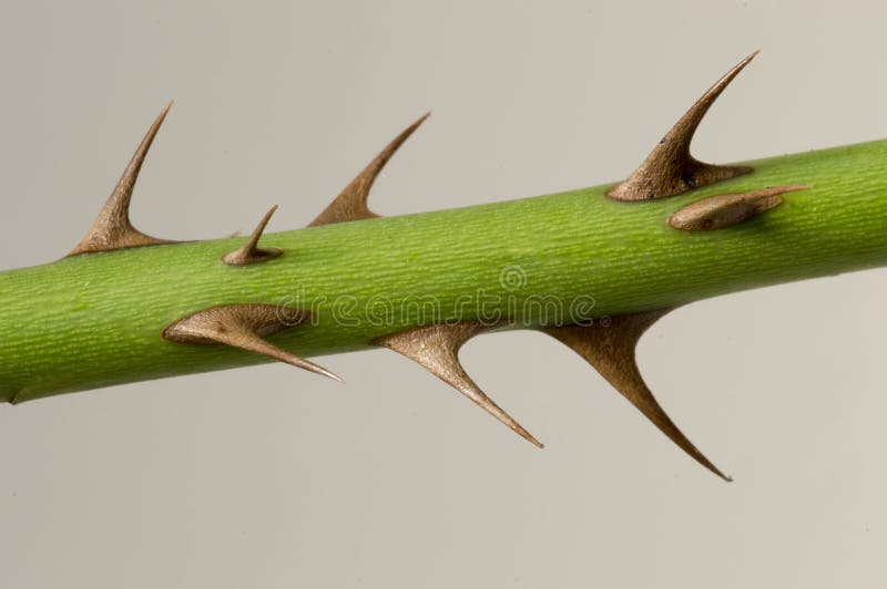 Thorns stock photo. Image of scratch, bush, defence, nature - 63959190
