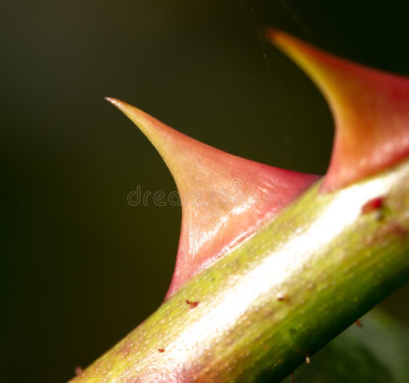 Thorns on a rose branch. stock image. Image of element - 260563289