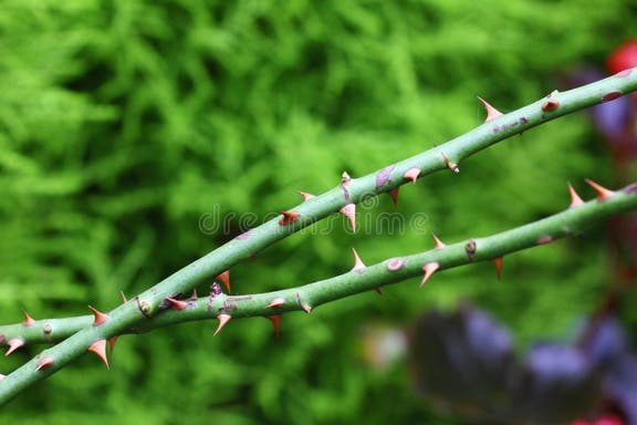 3,842 Rose Bush Thorns Stock Photos - Free & Royalty-Free Stock Photos ...