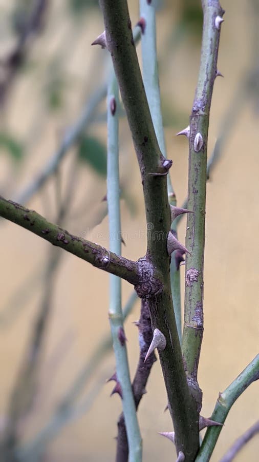 The thorns of a rose plant stock photo. Image of branch - 272178028