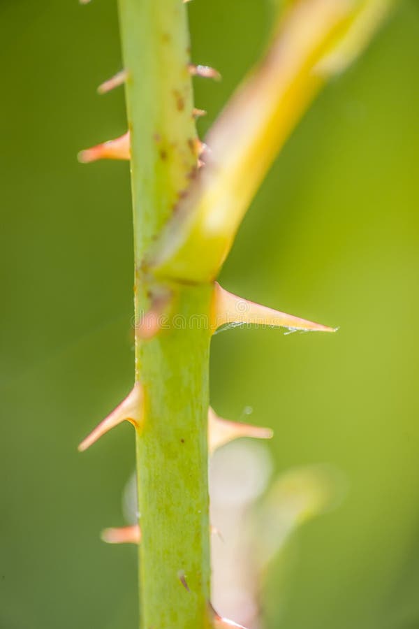 Prickly Rose Stem stock photo. Image of thorn, close - 192287636