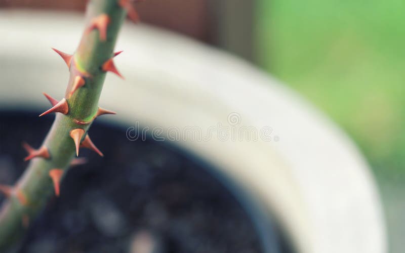 Thorns of Rose stock image. Image of sharp, thorns, background - 56130445