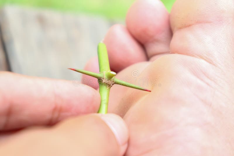 175 Feet Thorn Stock Photos - Free & Royalty-Free Stock Photos from ...