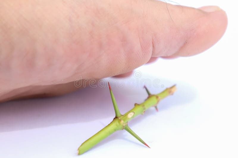 175 Feet Thorn Stock Photos - Free & Royalty-Free Stock Photos from ...