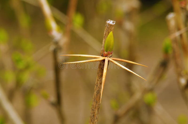 The Thorns on the Stems of Plants. Stock Photo - Image of spiky ...