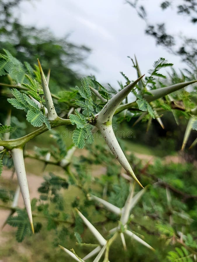 Thorns of a thorn tree stock photo. Image of tree, wildlife - 230067822