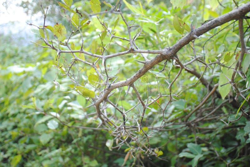 Big Thorns on a Tree Trunk, Bwambwata, Botswana Stock Photo - Image of ...