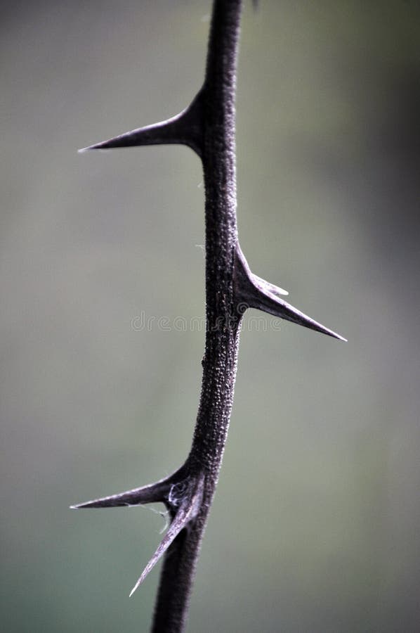 Thorns on tree trunk stock photo. Image of acacia, suffering - 71065554
