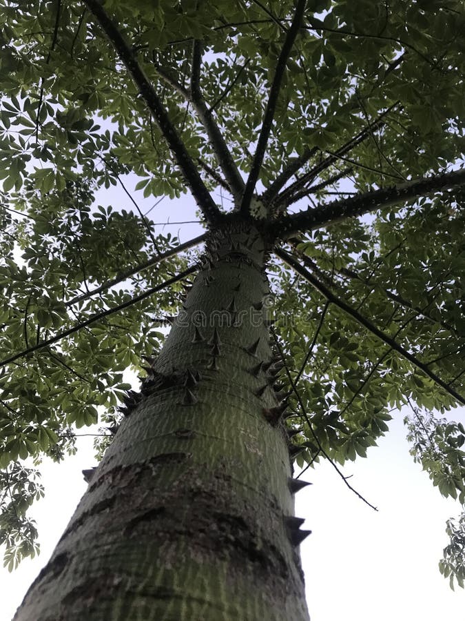Thorns on the Trunk of the Ceiba Insignis Tree Stock Photo - Image of ...