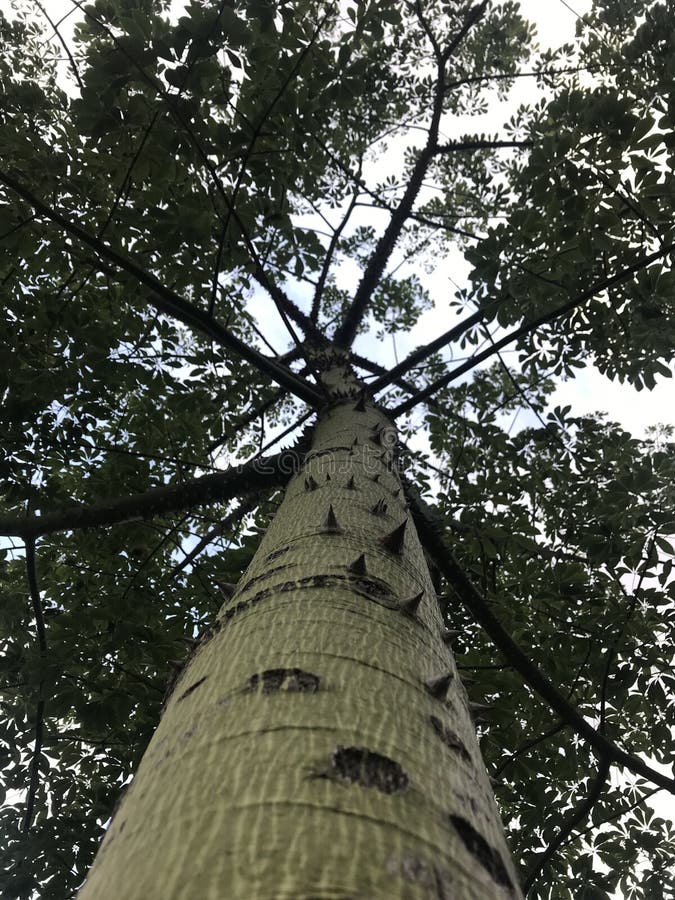 Thorns on the Trunk of the Ceiba Insignis Tree Stock Image - Image of ...