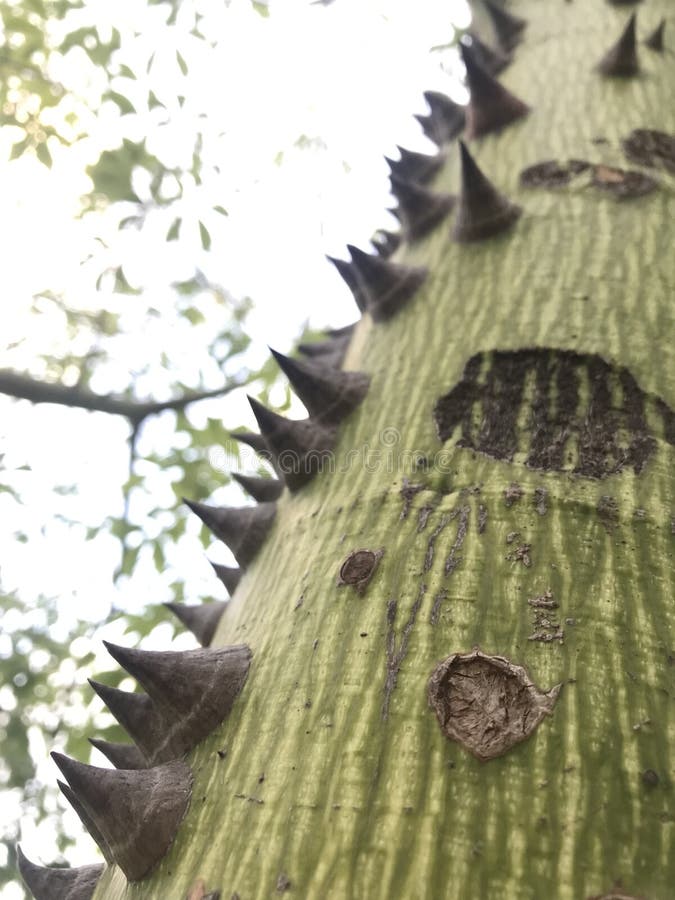 Thorns on the Trunk of the Ceiba Insignis Tree Stock Photo - Image of ...