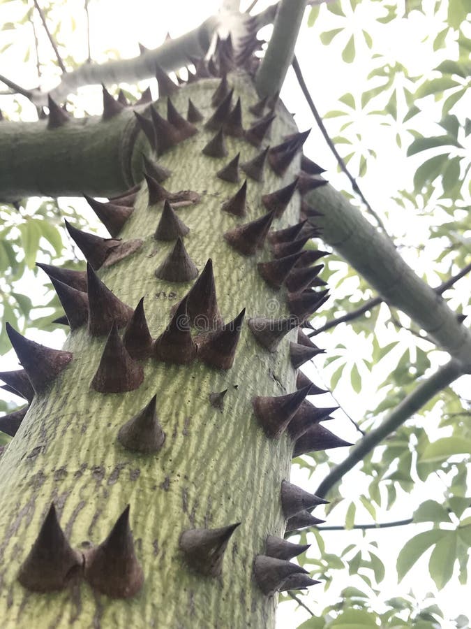 Thorns on the Trunk of the Ceiba Insignis Tree Stock Image - Image of ...