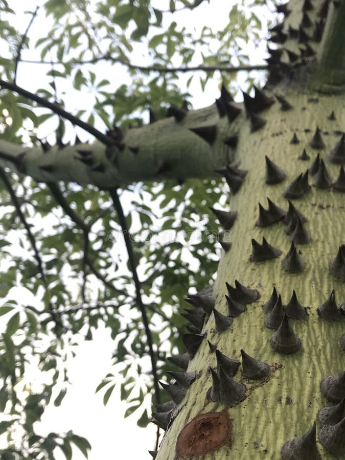 Thorns on the Trunk of the Ceiba Insignis Tree Stock Image - Image of ...
