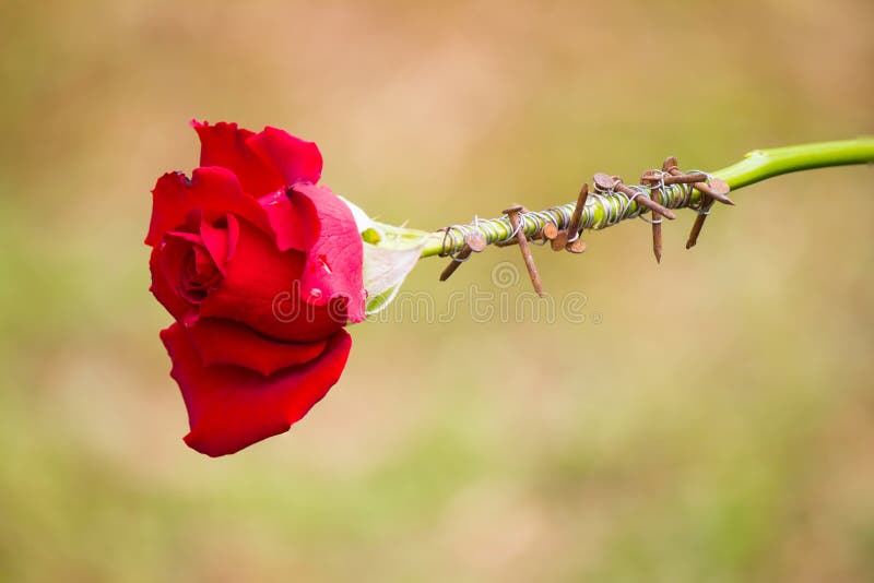 Thorns wrapping red rose. stock photo. Image of background - 50204522