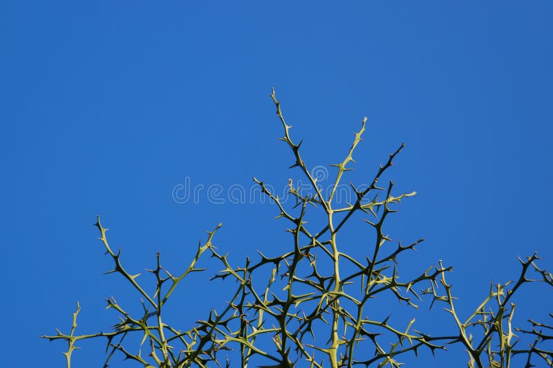 Thorny Branches Against Blue Sky Stock Image - Image of environment ...