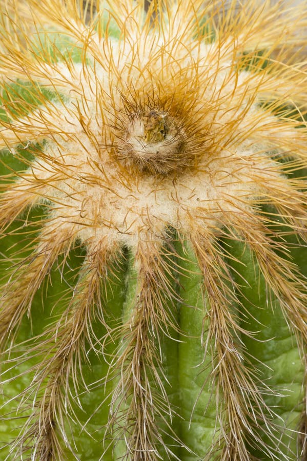 Thorny cactus head stock image. Image of green, closeup - 35595925