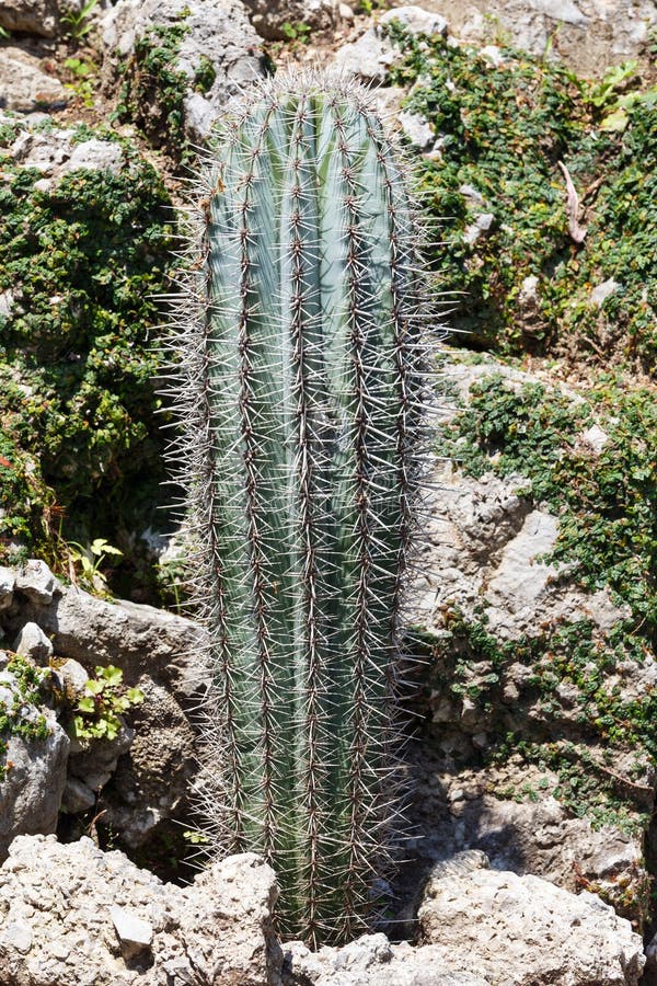 Thorny cactus plant stock photo. Image of ball, thorny - 28225434