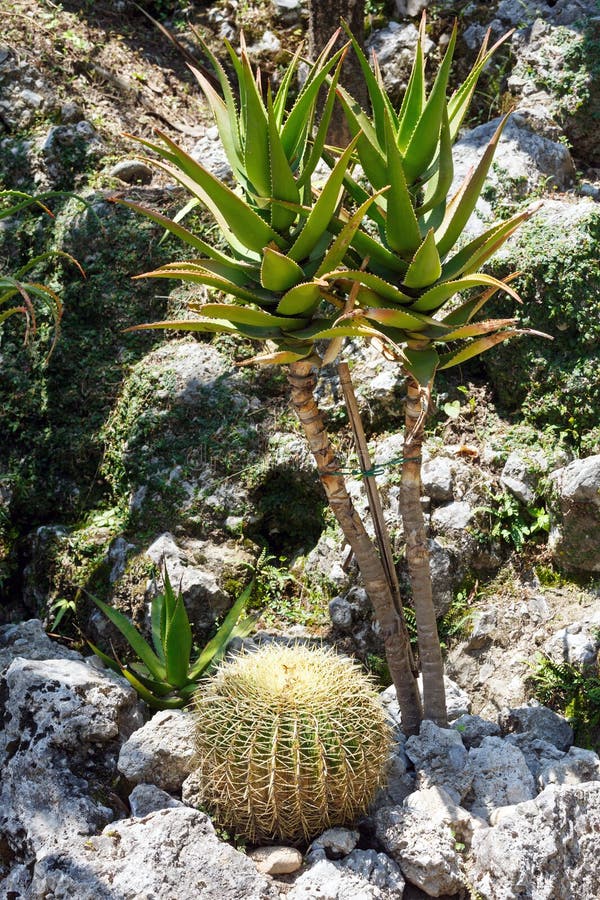 Thorny cactus plant stock photo. Image of succulent, botanical - 27365354