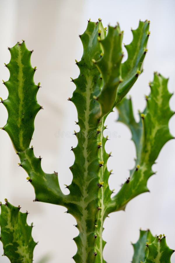 Thorny Cactus Plant Isolated Stock Image - Image of closeup, natural ...