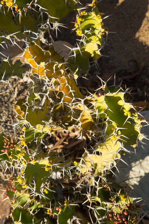 Cactus stock image. Image of euphorbia, thorns, crown - 36911187