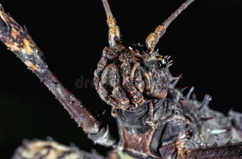 Thorny Devil Stick Insect stock photo. Image of wildlife - 301913236