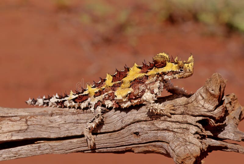Thorny devil stock image. Image of mountain, territory - 270390971