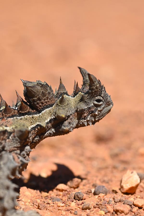 Thorny Devil in Western Australia Outback Stock Image - Image of ground ...