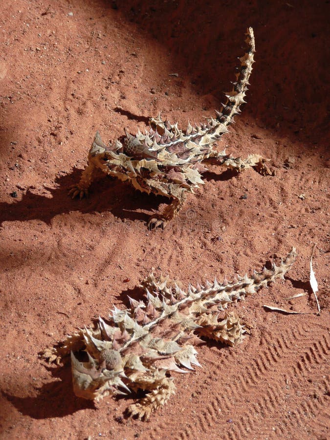 Thorny Devils stock photo. Image of wild, australia, thorny - 10947696