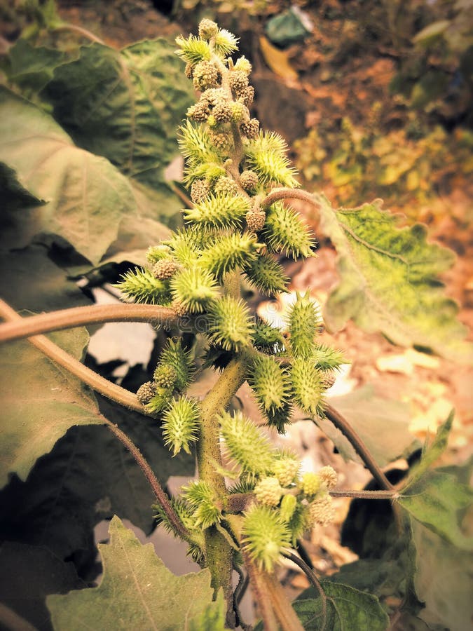 Thorny flower stock image. Image of beauty, flower, thorny - 80677343