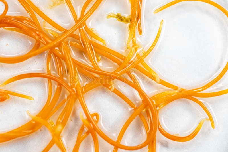 Thorny-headed Worms, or Spiny-headed Worms and Ascaris Under the ...