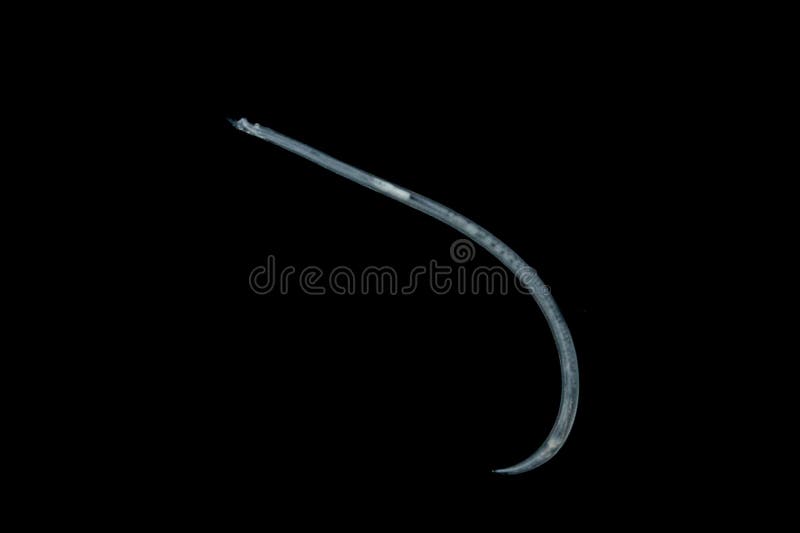 Thorny-headed Worms, or Spiny-headed Worms and Ascaris Under the ...