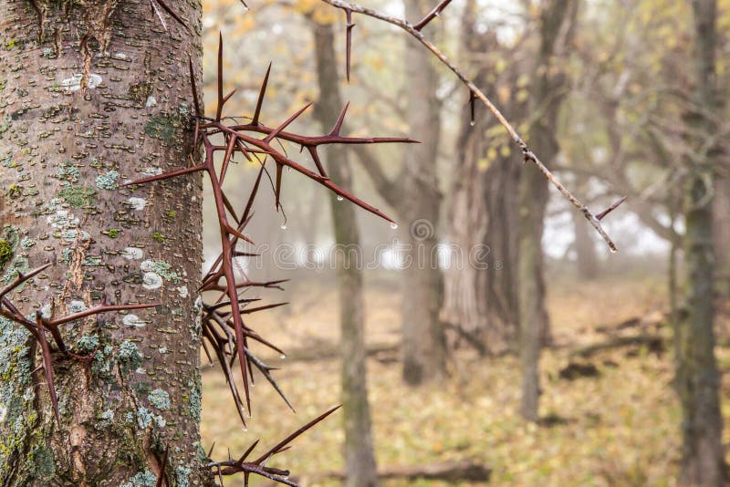 Thorny Honey Locust Tree with Sharp Spikes. Stock Image - Image of ...