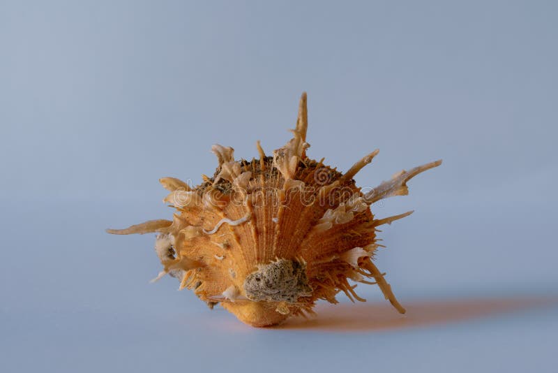 Shell of Thorny Oyster or Spinous Scallop, European Thorny Oyster ...