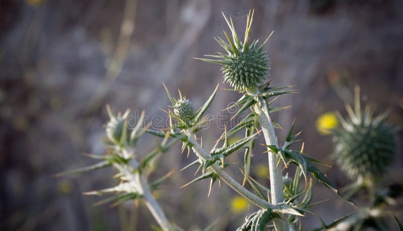 Thorny Plant Macro Shot (Echinops Echinatus) Stock Photo - Image of ...