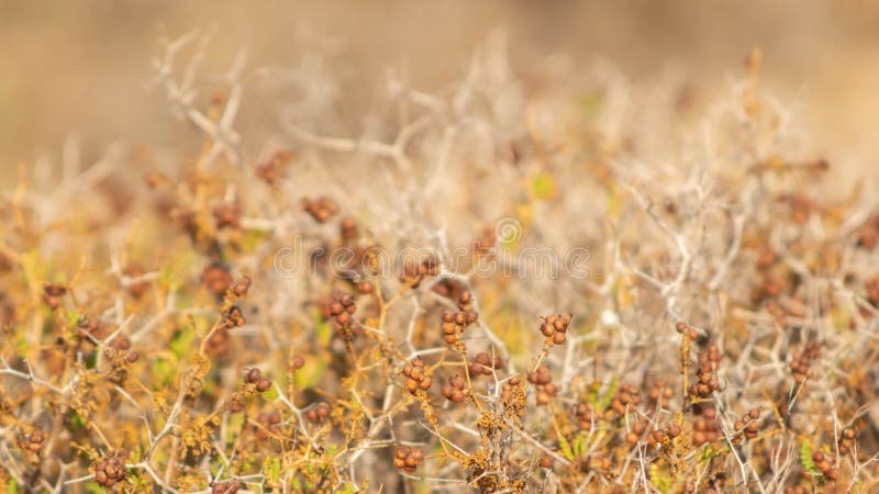 Thorny Plants Growing Under the Scorching Sun Stock Photo - Image of ...