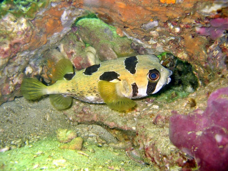 Thorny Pufferfish Stock Photos - Free & Royalty-Free Stock Photos from ...