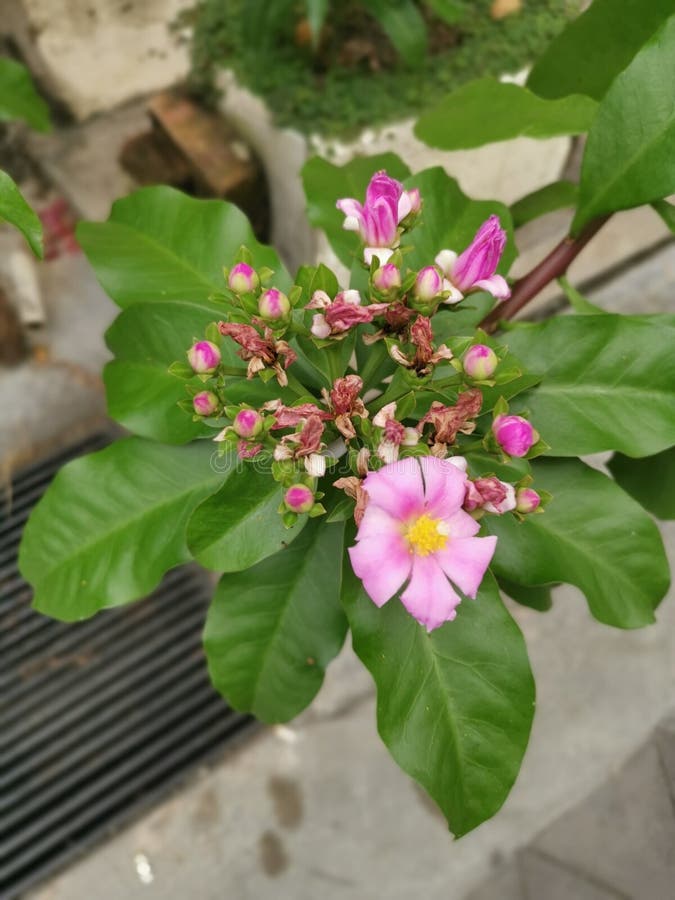 A Thorny Shrub Rose Cactus Flower Tree. Stock Image - Image of leafy ...
