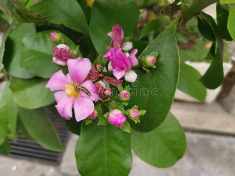 A Thorny Shrub Rose Cactus Flower Tree. Stock Image - Image of leafy ...