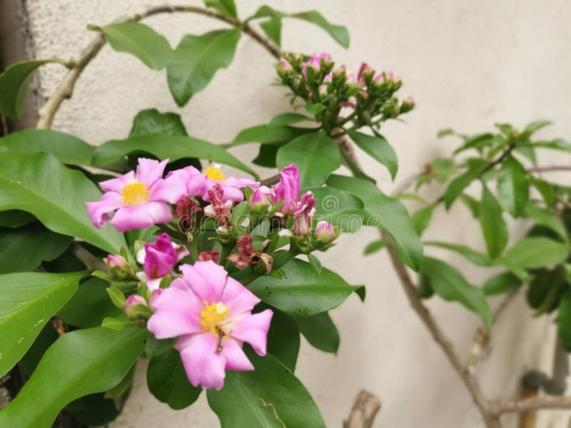 A Thorny Shrub Rose Cactus Flower Tree. Stock Photo - Image of green ...