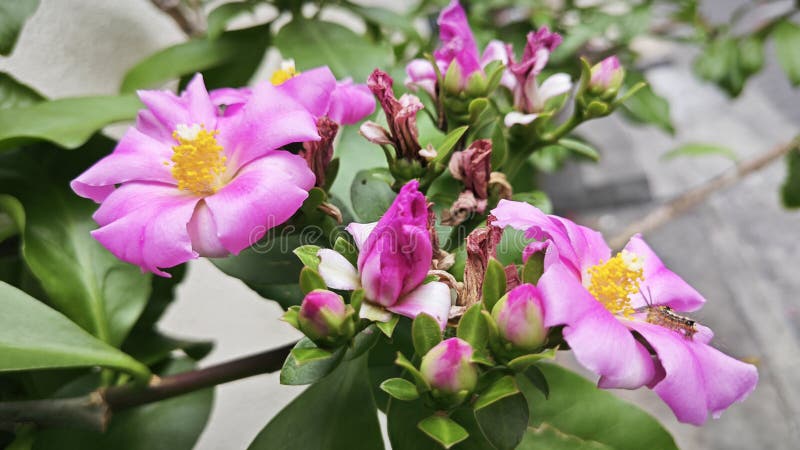 A Thorny Shrub Rose Cactus Flower Tree. Stock Image - Image of ...