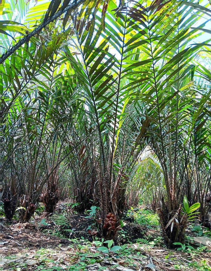 Thorny Snake Fruit or Dragonfruit Trees Stock Image - Image of snake ...